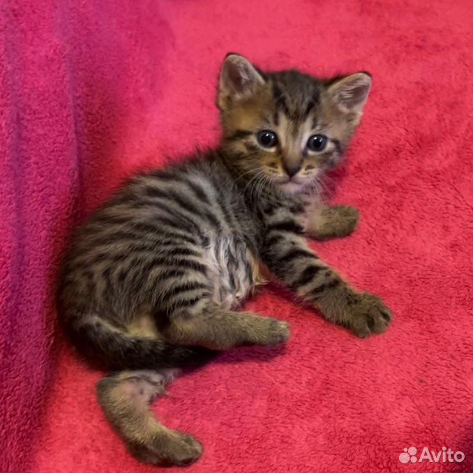 Котята- тигрики