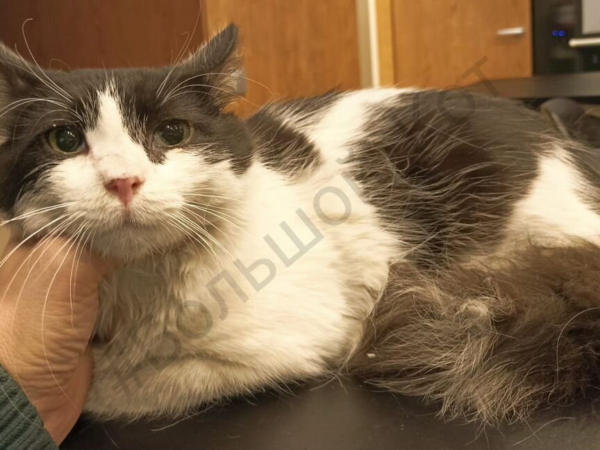 Котёнок подросток в добрые руки