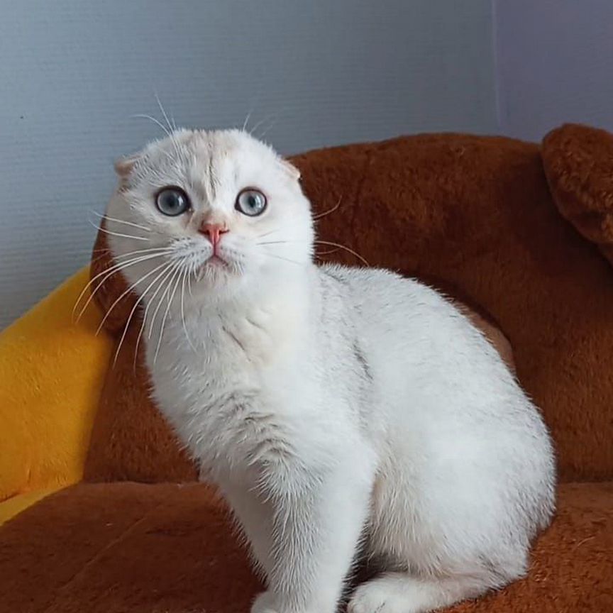 Очень Красивый Котик