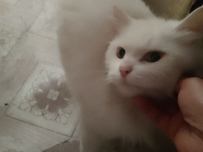 Котик в добрые руки