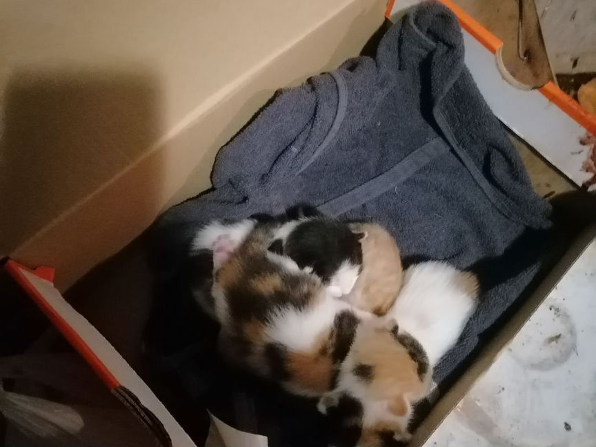 Малыши в беде