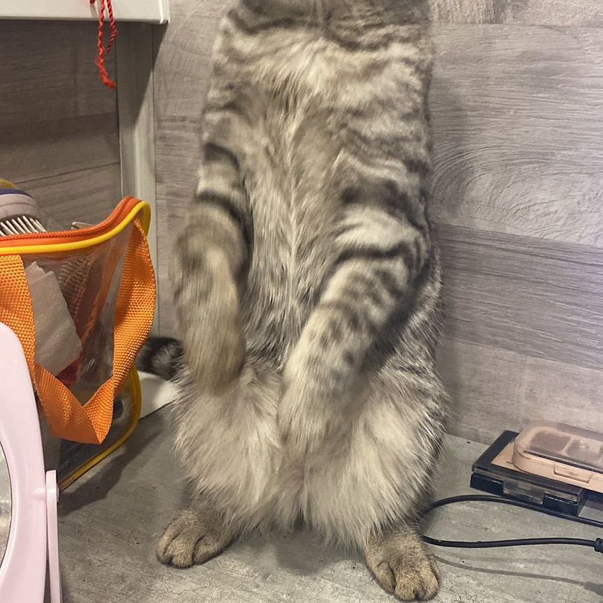 Кошка шотландская вислоухая