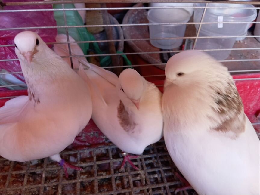 Голуби Ижевски