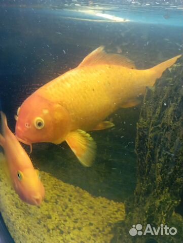 Карп кои 30 см золотистый