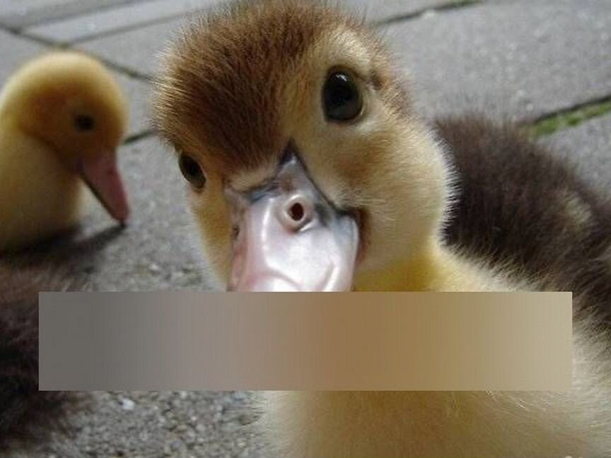 Мускусные утята индоутки