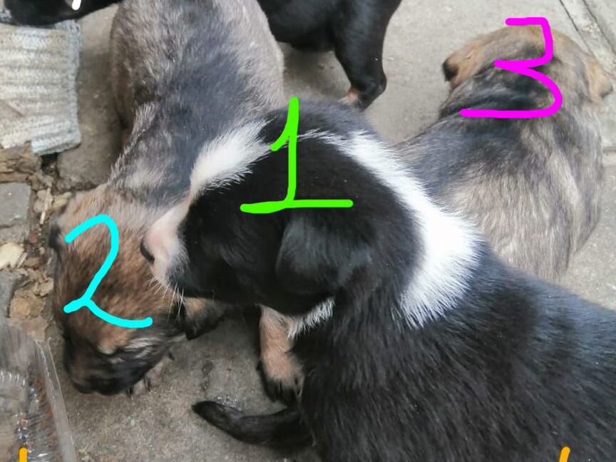 Двухмесячный щенок, есть видео, и добрый поступок