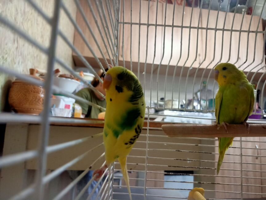 Волнистый попугай