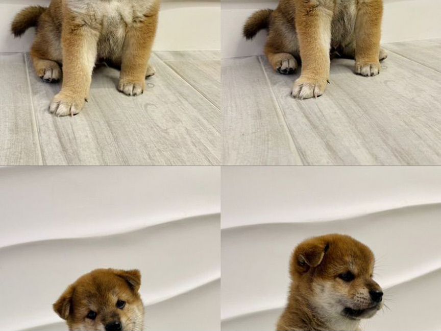 Щенки сиба ину