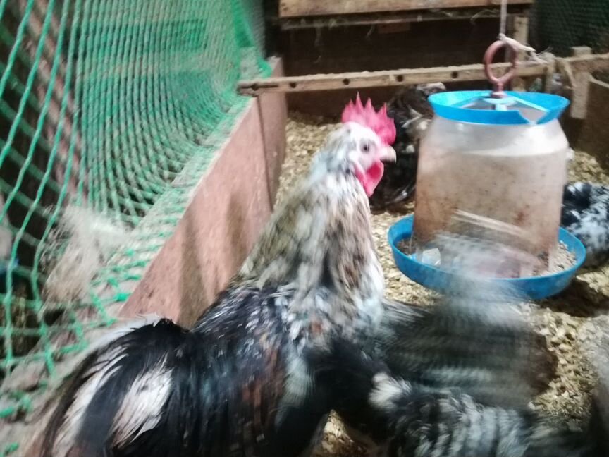 Петушки - Бентамки