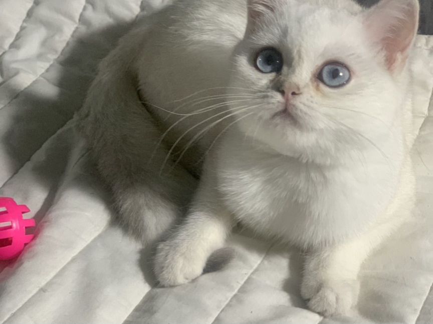 Котёнок британская серебристая шиншилла