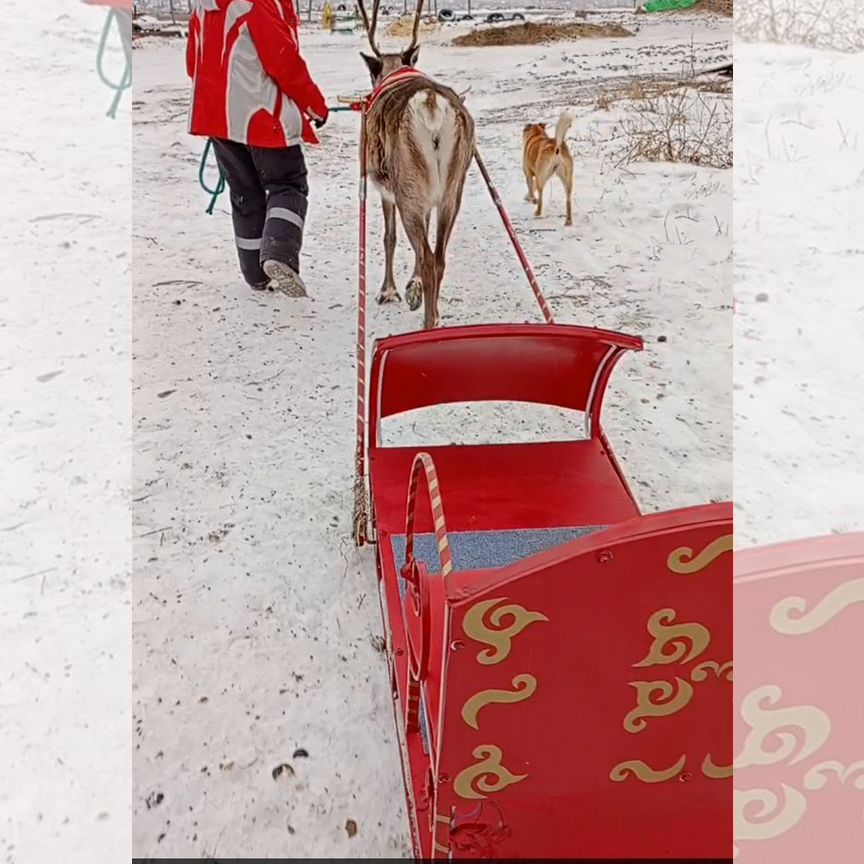 Сани для пони