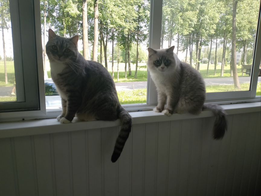 Котикам на корм