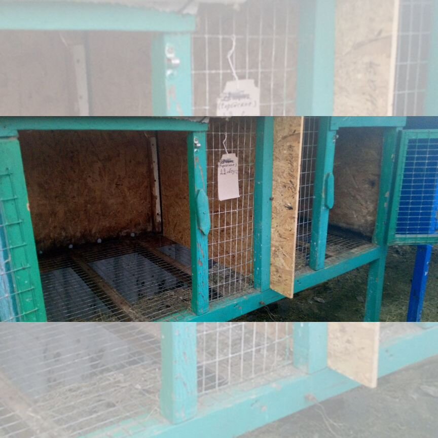 Клетки для кроликов