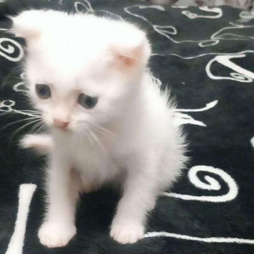 Белый котенок