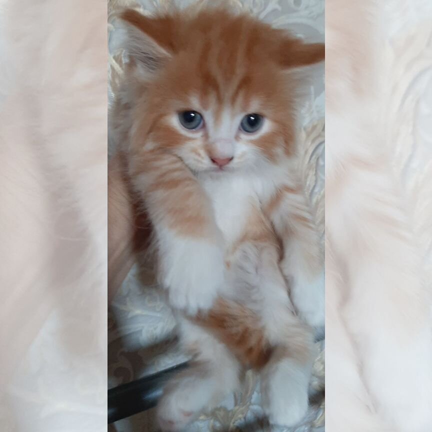Шотландские длиношерстные котята