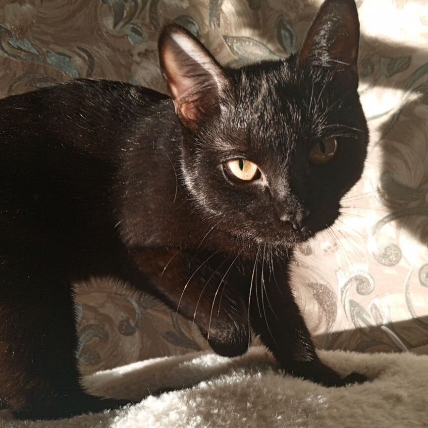 Пародистая кошка помесь с сиамкой