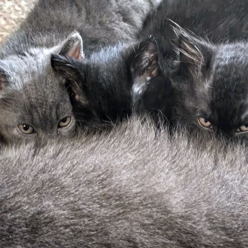 Котята для души