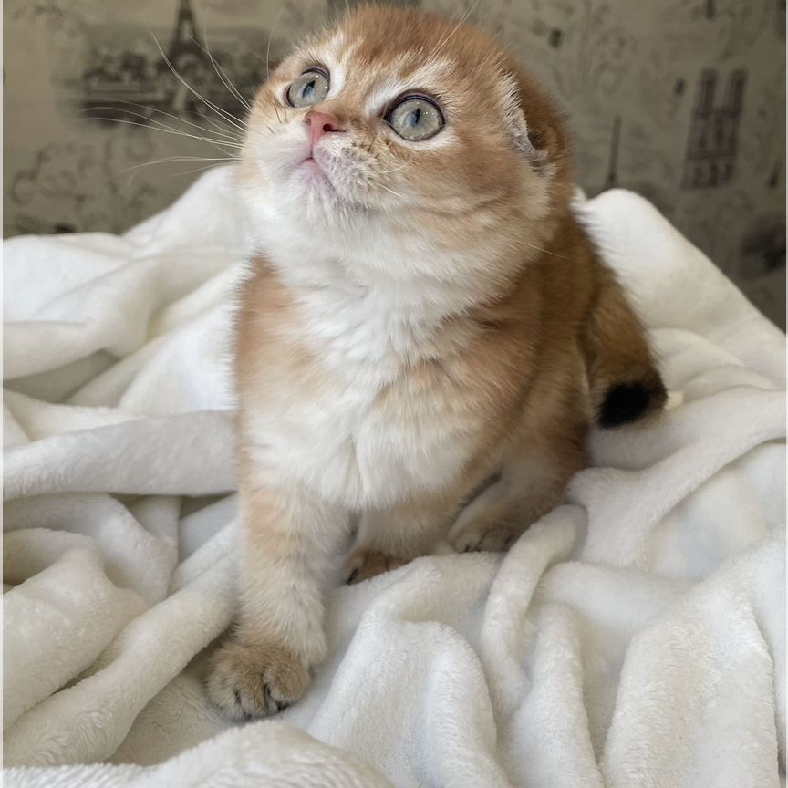 Шотландский вислоухий короткошёрстный котёнок
