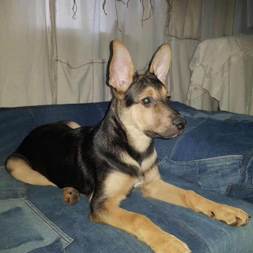 Щенок в добрые руки бесплатно