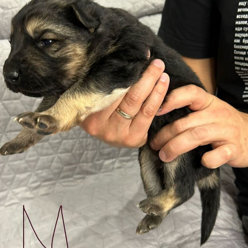 Щенки Швейцарско-Немецкой овчарки