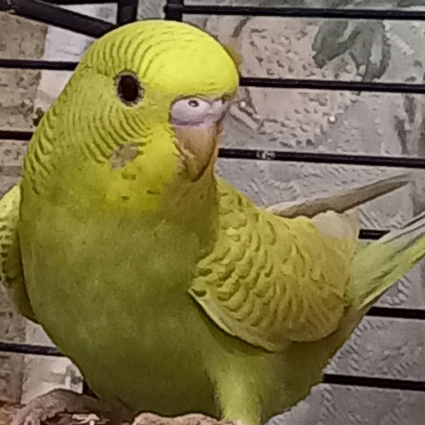 Птенцы волнистый попугай