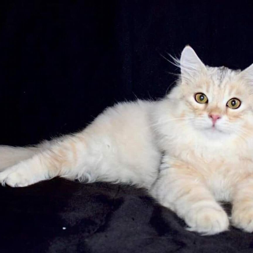 Сибиряк котенок