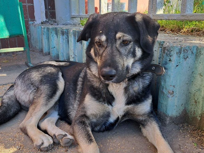 Собака 1 год