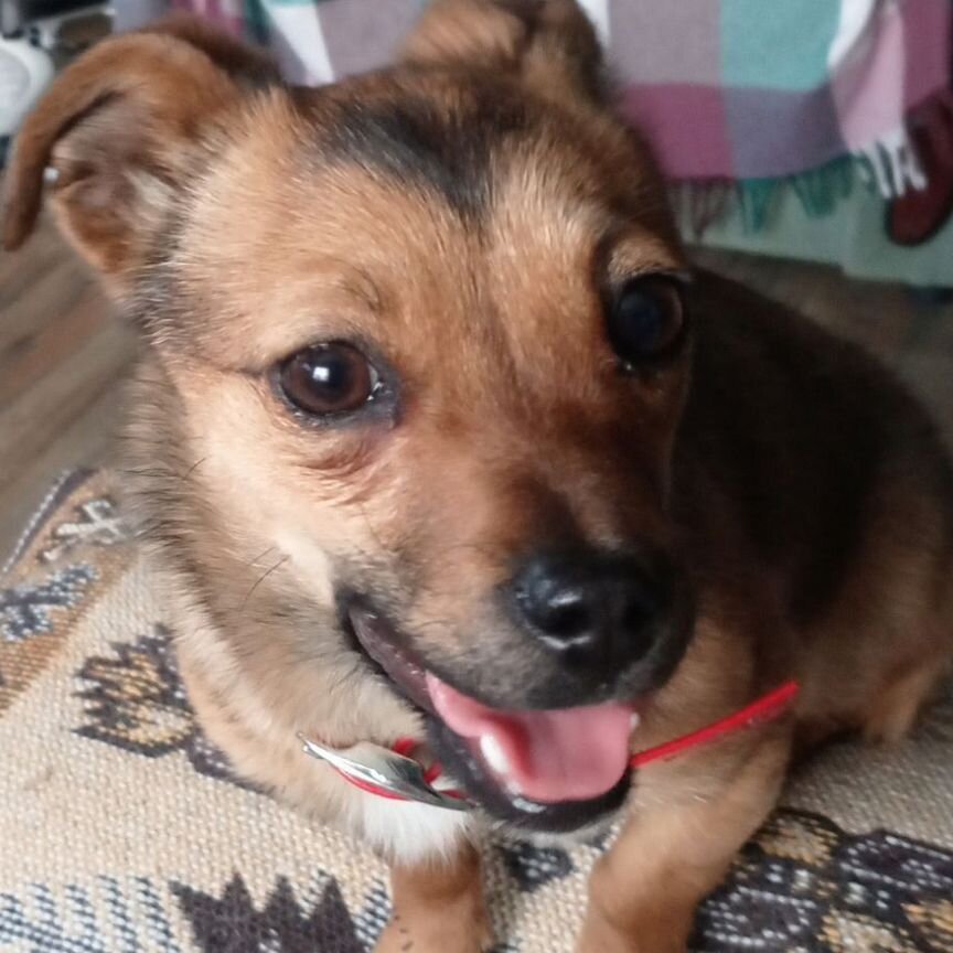 Взрослая собака в добрые руки