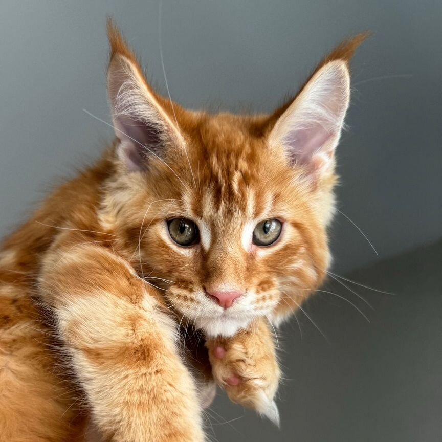 Котята мейн-кун