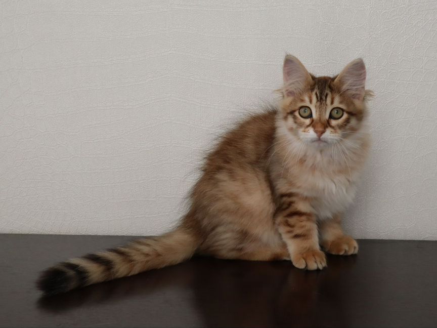 Сибирские котята из питомника