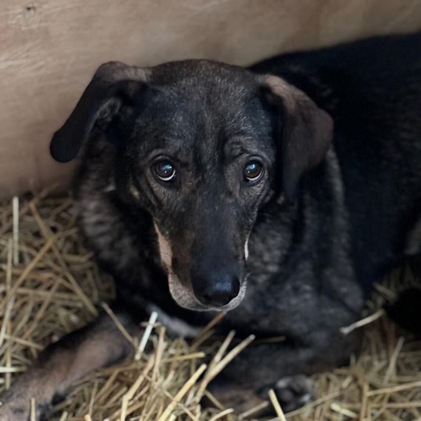 Собака из приюта в добрые руки