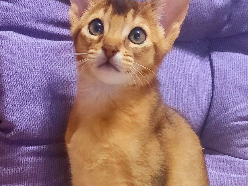 Абиссинские котята