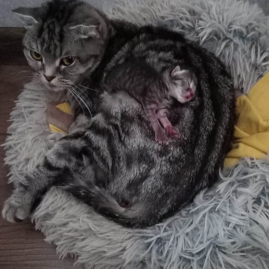 Шотландский вислоухий короткошёрстный котёнок