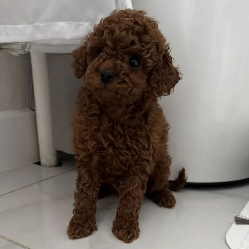 Той-пудель, щенок