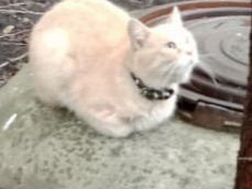 Кот ищет хозяина