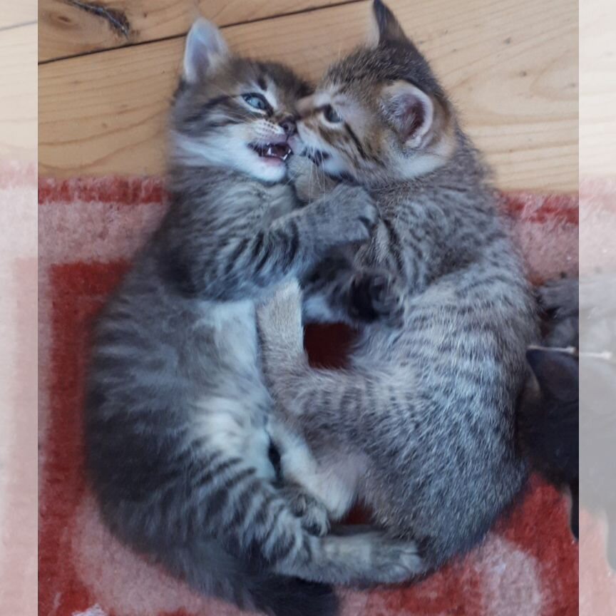 Котята в добрые руки