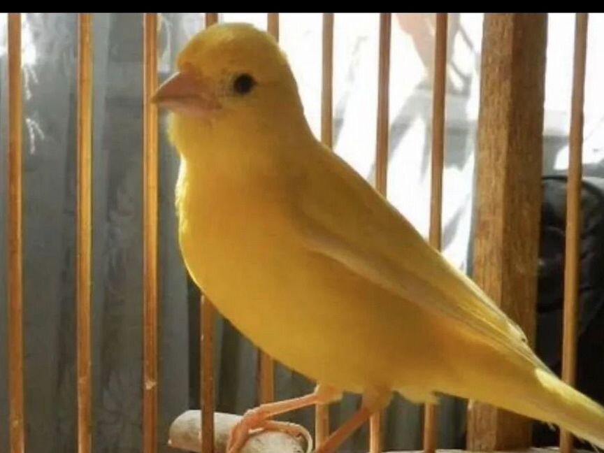 Канарейки певчие птицы элитные