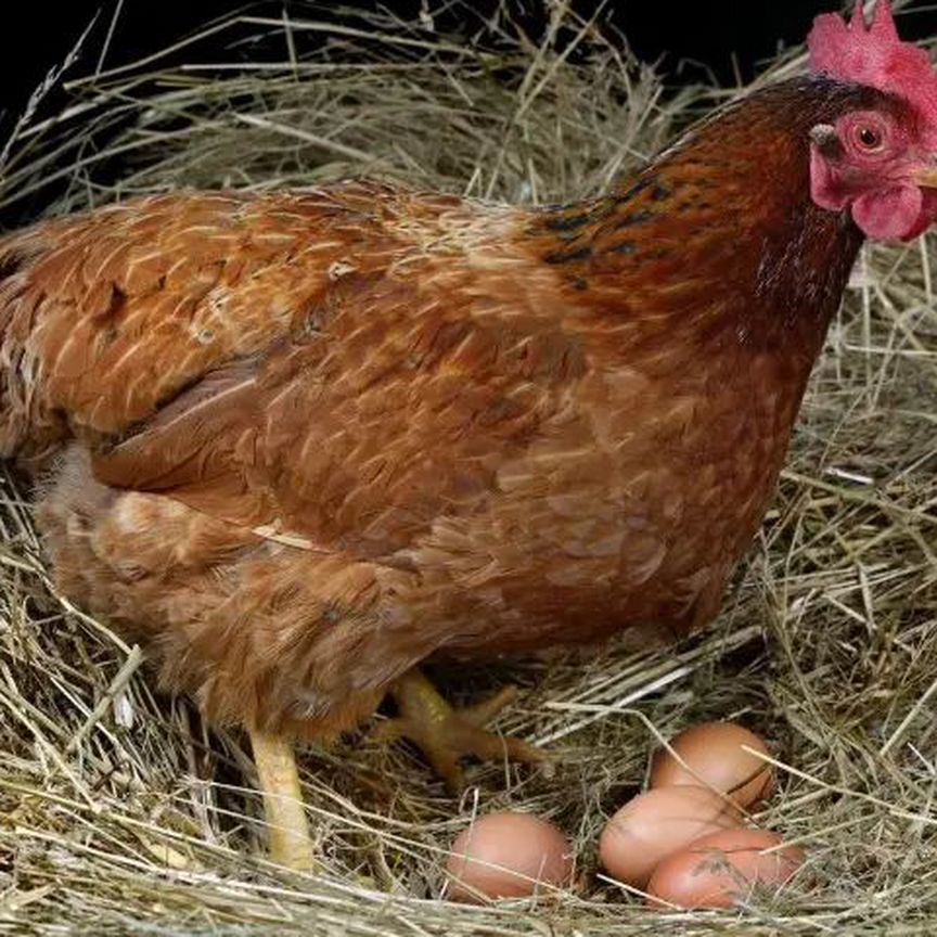 Куры несушки с доставкой