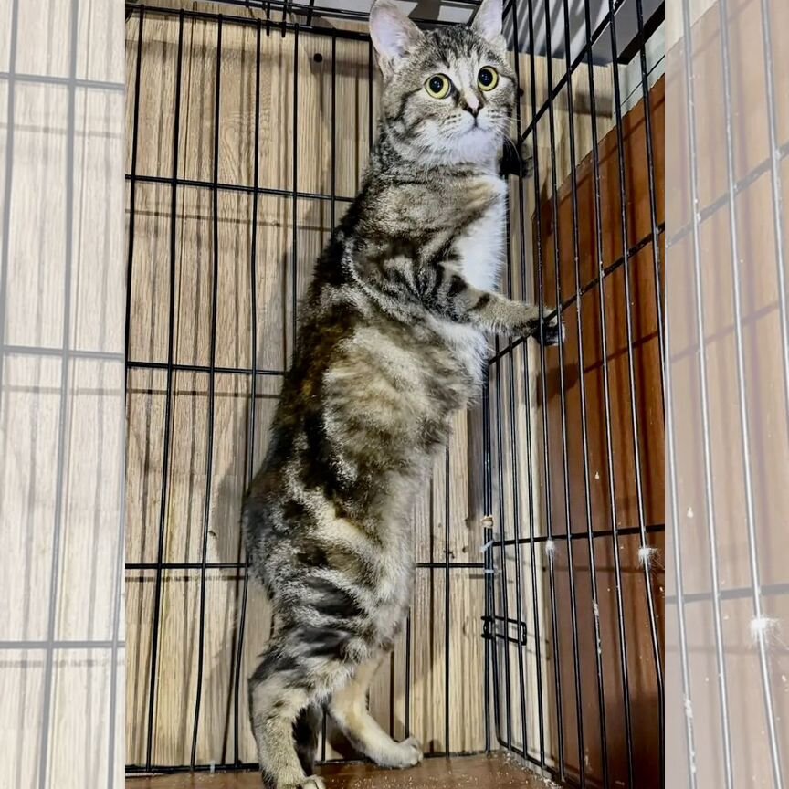 Котёнок в добрые руки