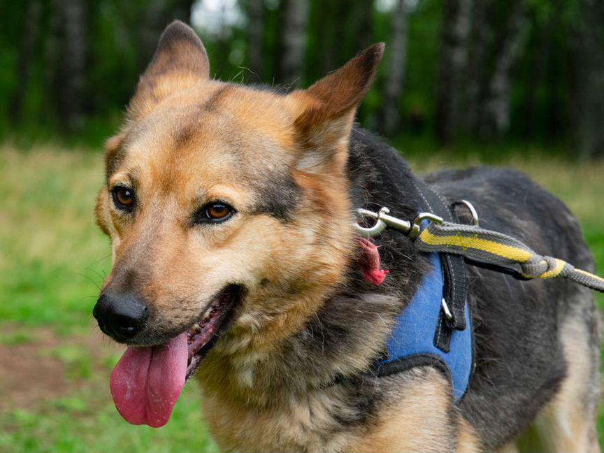 Овчарка из приюты ищет дом