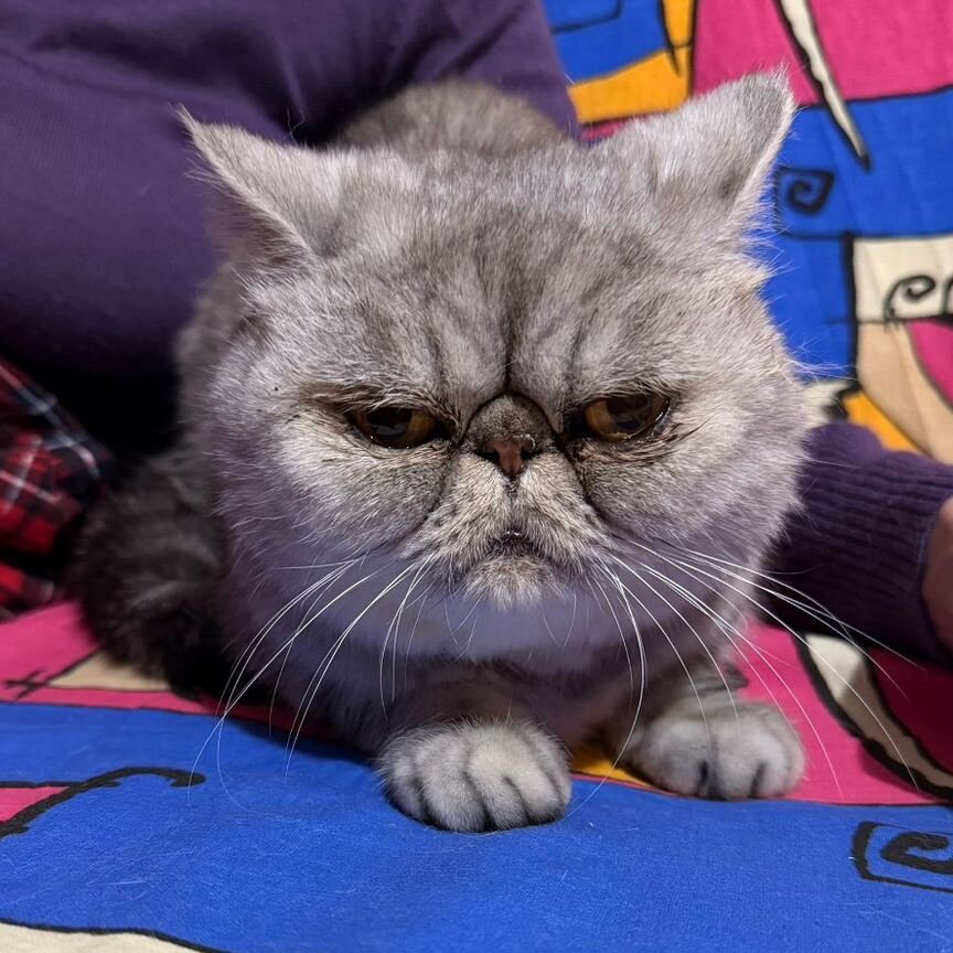 Британский короткошёрстный, взрослый кот