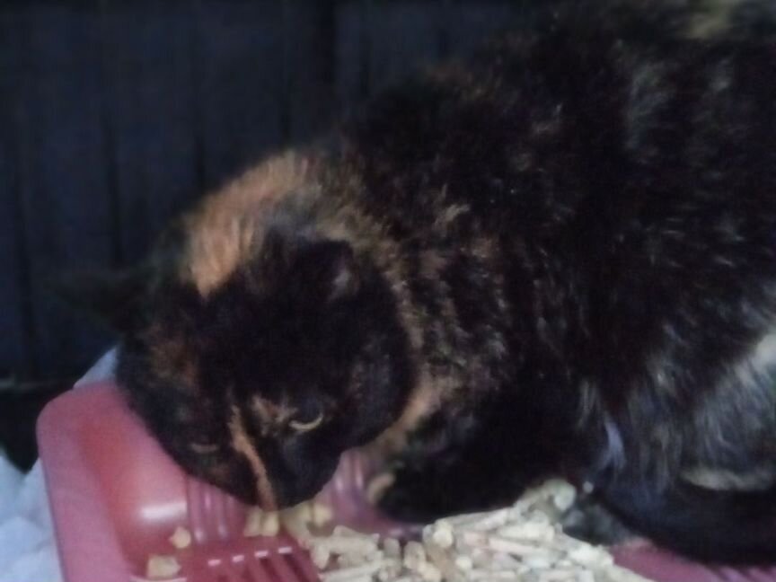 Ищу передержку