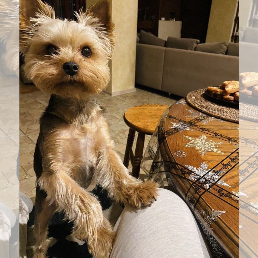 Йоркширский терьер, взрослый пёс