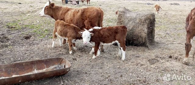 Бычки герефорд 2 месяца