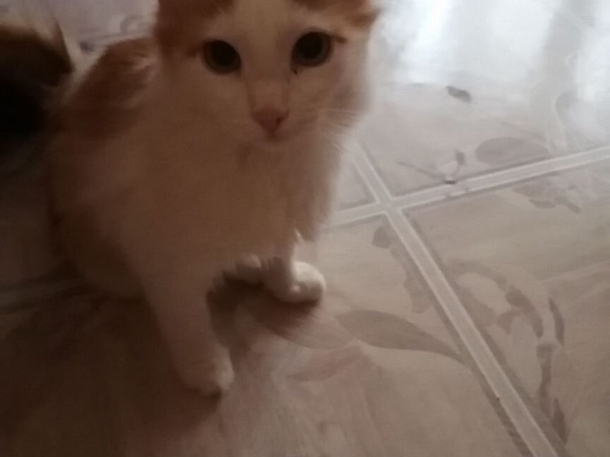 Кошки в добрые руки бесплатно