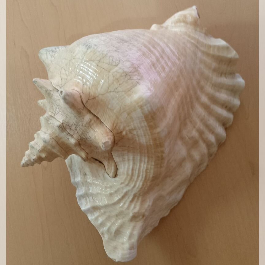 Раковина морская большая