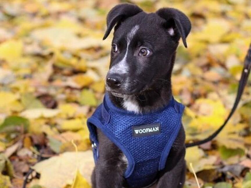 Щенок мальчик 2.5 мес