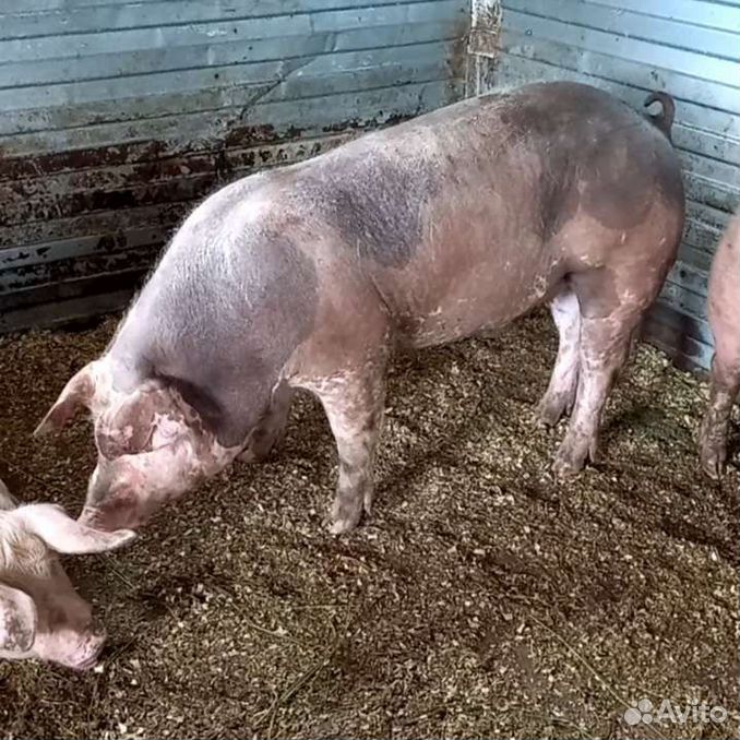 Хряк на племя петрен