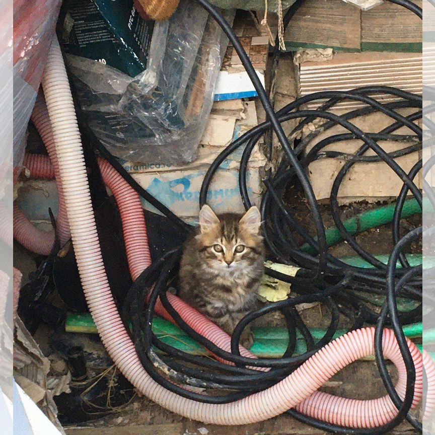 Котята в добрые руки бесплатно