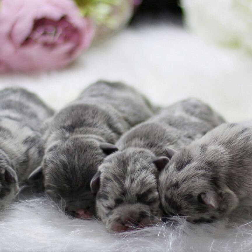 Французский бульдог щенки